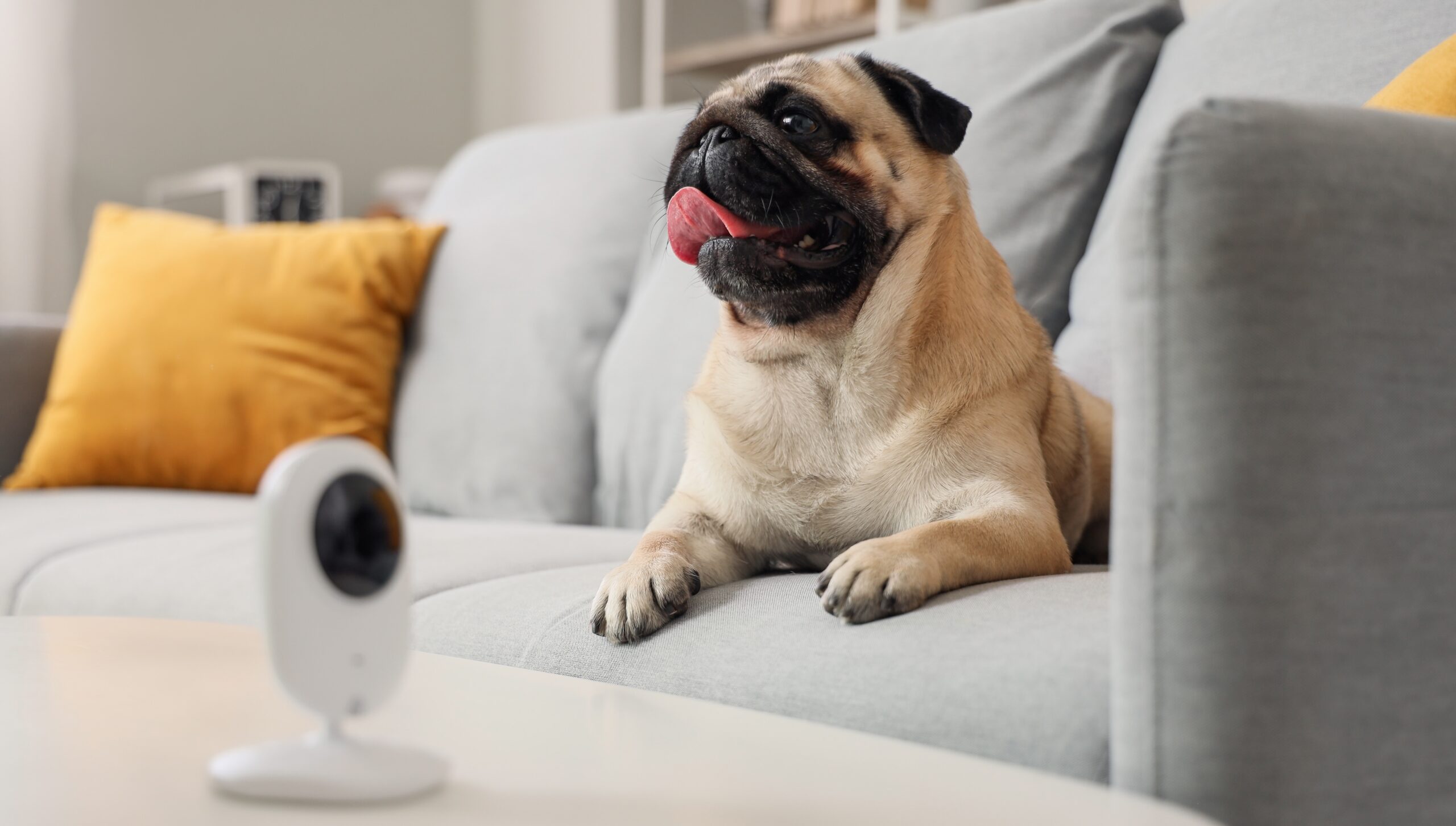 To nie jest clickbait. To dogbait, który karmi psy | Kozaczek: Gwiazdy ...